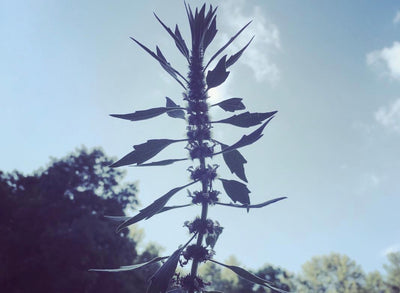 organic herbal medicine & astrology, hydrosols, tinctures, oils & teas